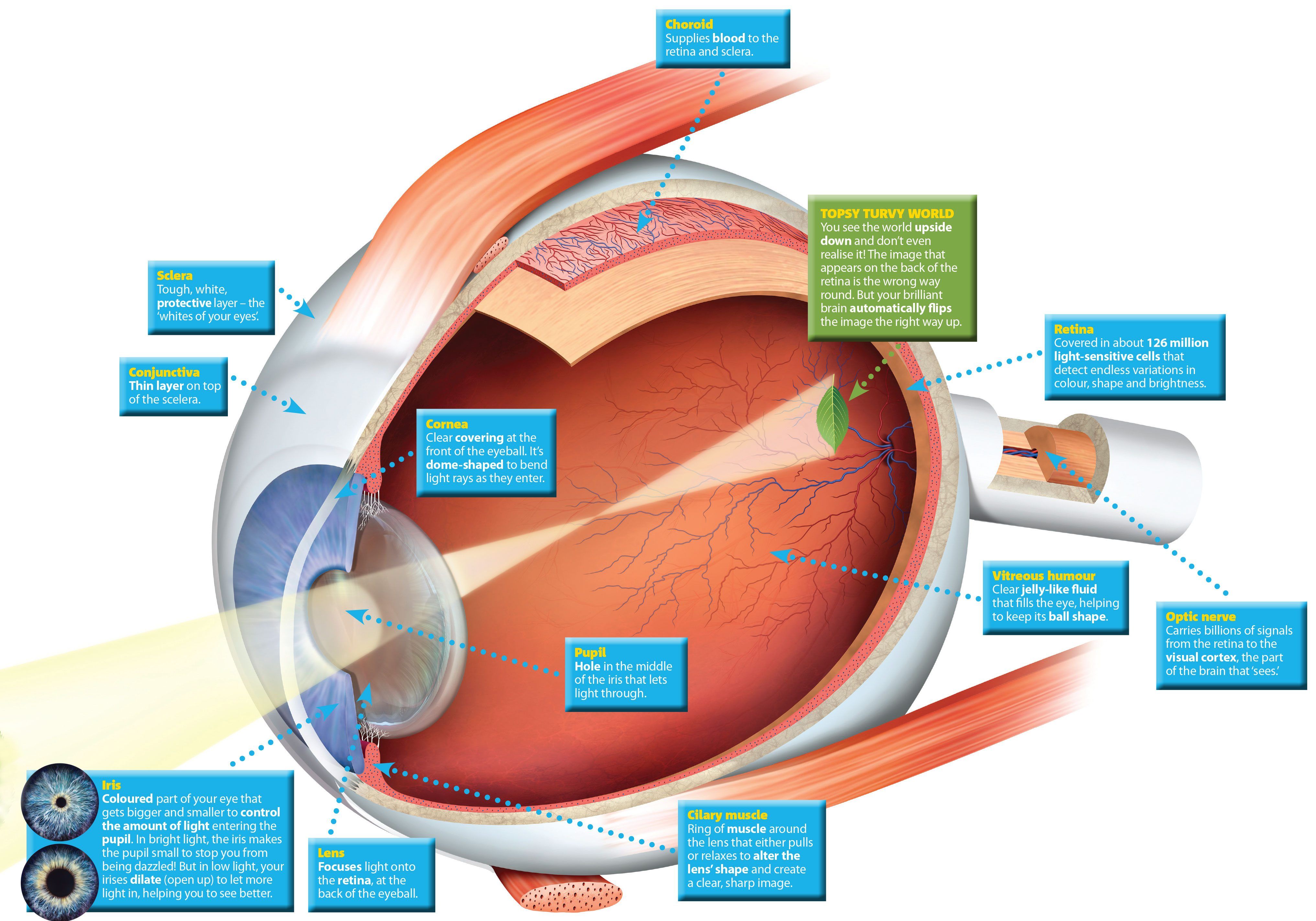 Human Eye Primary Resource National Geographic Kids Human Eye Primary Resource National Geographic Kids
