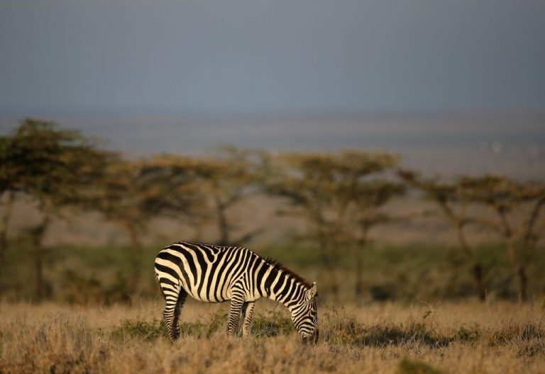 Scientists disprove zebra stripes theory | National Geographic Kids