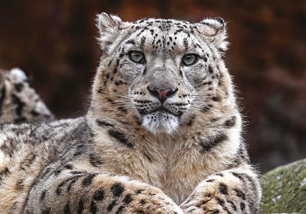 Chester Zoo's Big Snow Leopard Quiz! - National Geographic Kids