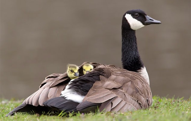 How to take bird photos like a pro | Parents | Nat Geo Kids