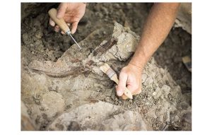Fossil hunting with kids | Parents | National Geographic Kids