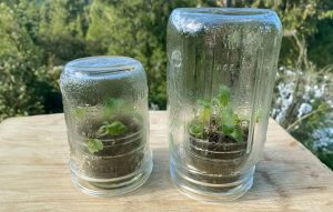 Garden science experiments for kids | Parents | Nat Geo Kids