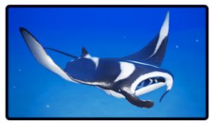 Endless Ocean Luminous - National Geographic Kids